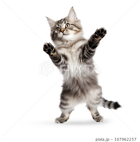 Kitten Jumping Wallpapers And Images Wallpapers