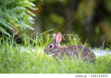 Grey small hare eating grass on summer field....の写真素材 [108129897] - PIXTA