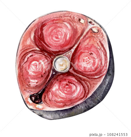 Tuna cross-sectionのイラスト素材 [108241553] - PIXTA