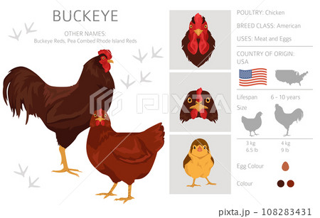 Buckeye Chicken breeds clipart. Poultry and...のイラスト素材 [108283431] - PIXTA