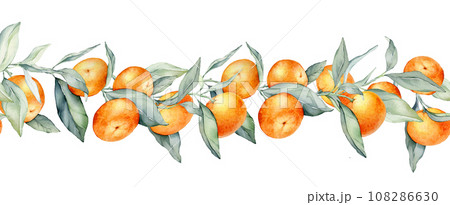 Seamless border tropical mandarine. Hand drawn...のイラスト素材 [108286630 ...