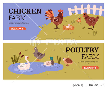 Chicken and poultry farm banners set.のイラスト素材 [108384027] - PIXTA