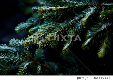 A close up view of a Christmas fir tree frond...のイラスト素材 [108445331] - PIXTA