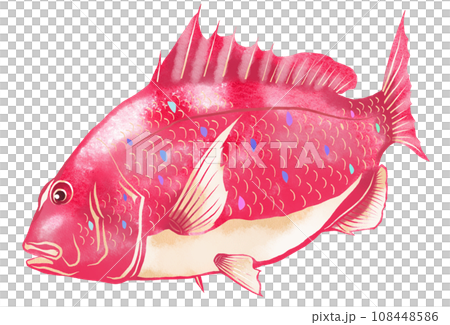 Cute fish illustration sea bream - Stock Illustration [108448586] - PIXTA