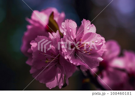 Large sakura flowers in nature, close-up...のイラスト素材 [108460181] - PIXTA