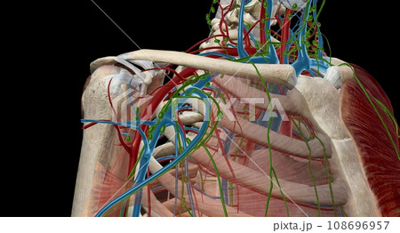 The axillary lymph nodes are a collection of 5...のイラスト素材 [108696957 ...
