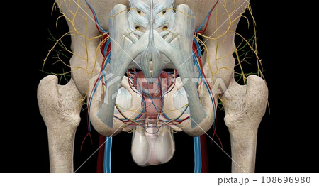 Bucks fascia is continuous with the external...のイラスト素材 [108696980] - PIXTA