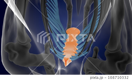 Sternum bone horse skeleton anatomy for medical...のイラスト素材 [108710332 ...