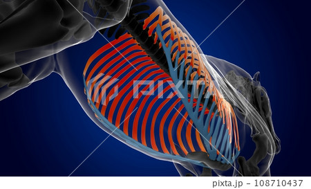 rib cage bones horse skeleton anatomy for...のイラスト素材 [108710437] - PIXTA