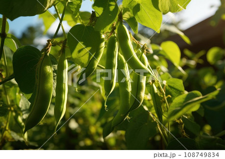 Green pea pods in the gardenのイラスト素材 [108749834] - PIXTA