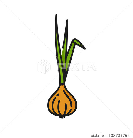 Onion root vegetable with leaves, color thin...のイラスト素材 [108783765] - PIXTA