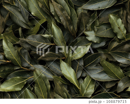 Dry Bay Leaves Pattern, Laurel Leaf Texture,...のイラスト素材 [108879715] - PIXTA