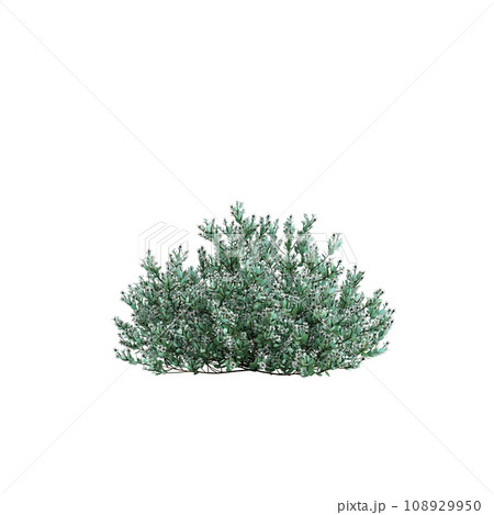 3d illustration of Correa Alba bush isolated on...のイラスト素材 [108929950 ...