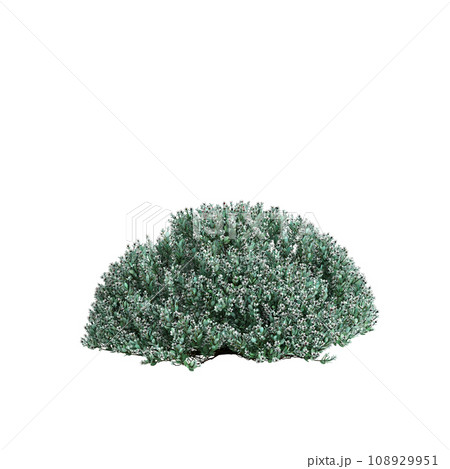 3d illustration of Correa Alba bush isolated on...のイラスト素材 [108929951 ...