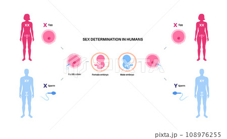 Sex Determination in Humansのイラスト素材 [108976255] - PIXTA