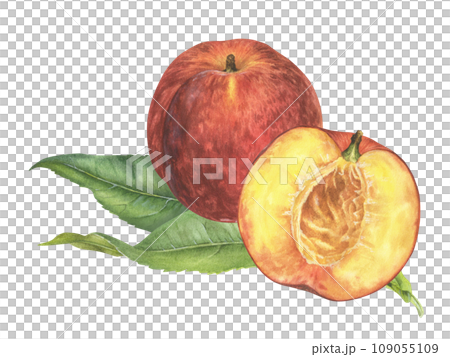 nectarines clipart