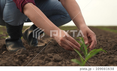 hand farmer sprout, young germ land field,...の写真素材 [109081638] - PIXTA