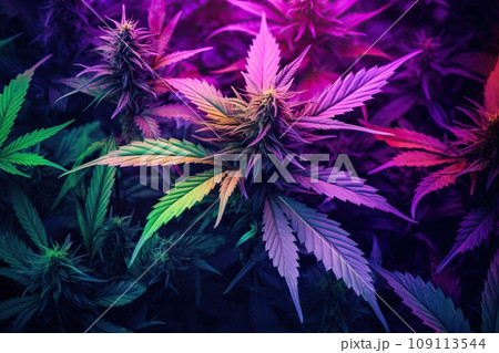 Texture of colorful marijuana leaves.のイラスト素材 [109113544] - PIXTA