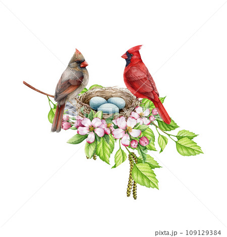 Couple of red cardinal birds in the nest on the. 109129384 PIXTA