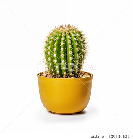 single cactus in a yellow pot on a white...のイラスト素材 [109136687] - PIXTA