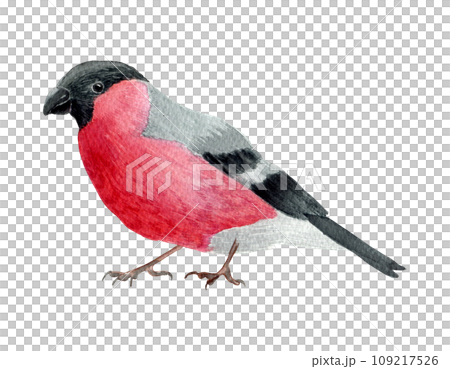 Forest songbird bullfinch bird with red breast...のイラスト素材 [109217526 ...