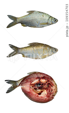 Fresh fish followed by scaled and finally...の写真素材 [109354703] - PIXTA