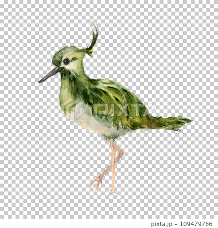 Watercolor illustration of Northern lapwing... - Stock Illustration ...