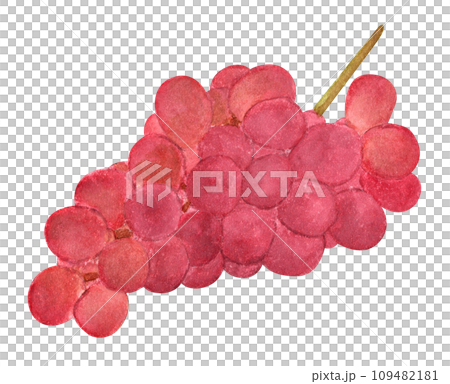 Watercolor illustration of fruit grapes.のイラスト素材 [109482181] - PIXTA