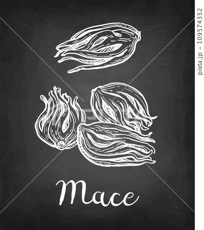 Mace spice chalk sketch.のイラスト素材 [109574352] - PIXTA