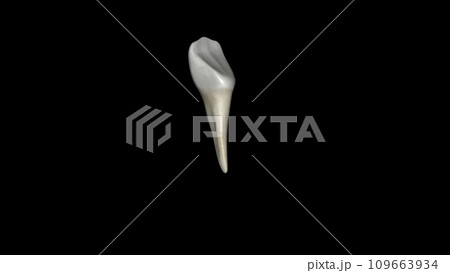The mandibular canine is the tooth located...のイラスト素材 [109663934] - PIXTA
