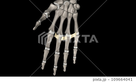 The deep transverse metacarpal ligament...のイラスト素材 [109664041] - PIXTA