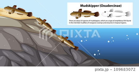 Mudskipper Movement Vector Conceptのイラスト素材 [109683072] - PIXTA