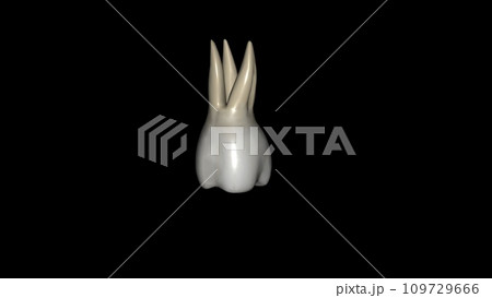 The first maxillary molar is the only tooth of...のイラスト素材 [109729666 ...