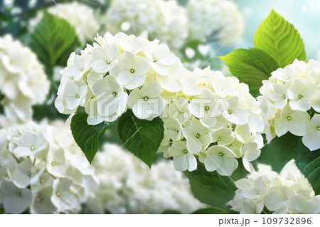 Spring background with beautiful white hydrangea.のイラスト素材 [109732896 ...