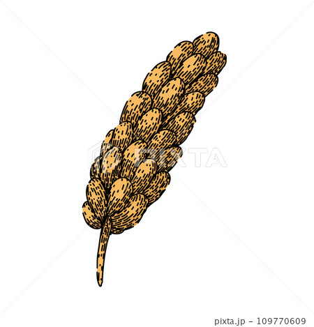 food millet sketch hand drawn vectorのイラスト素材 [109770609] - PIXTA
