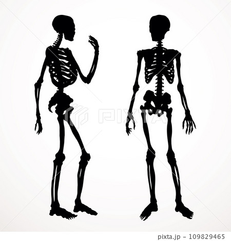 Human skeleton. Vector schematic drawingのイラスト素材 [109829465] - PIXTA