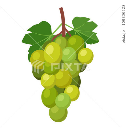 Bunch of green grapes with stem and leaf....のイラスト素材 [109836528] - PIXTA