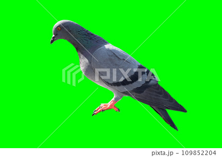pigeon bird catching stand side view isolated. 109852204 PIXTA