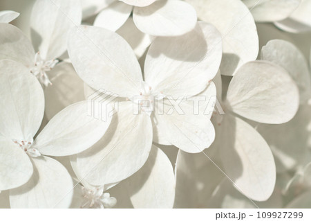 beautiful blossom of white ivory hydrangea ...の写真素材 [109927299] - PIXTA