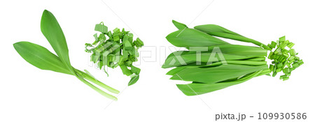 Ramson bunch vegetable isolated on white...の写真素材 [109930586] - PIXTA