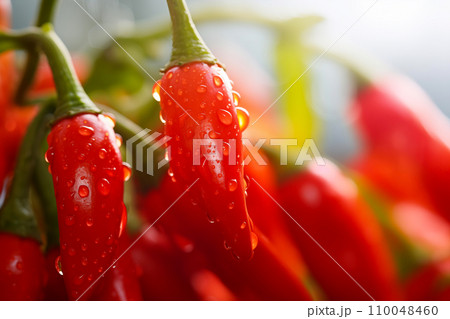Fresh Chili Peppers in Morning Lightのイラスト素材 [110048460] - PIXTA