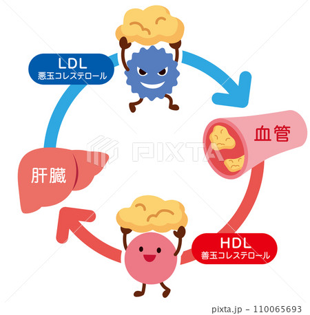 LDLとHDLの仕組み 脂質異常症 血管 コレステロールのイラスト素材 [110065693] - PIXTA