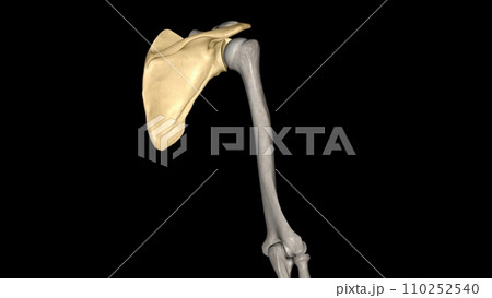 The scapula is a flat, triangular-shaped boneのイラスト素材 [110252540] - PIXTA