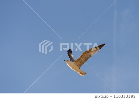 Big seagull flying in sky over mediterranean...の写真素材 [110333395] - PIXTA