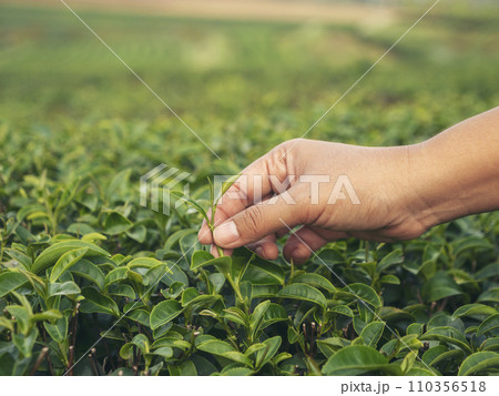Woman hand plucking green tea tree picking bud...の写真素材 [110356518] - PIXTA