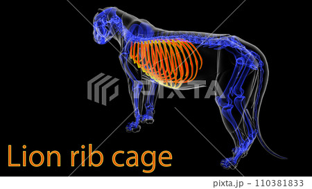 Lion rib cage skeleton anatomy for medical...のイラスト素材 [110381833] - PIXTA