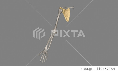 The scapula is a flat, triangular-shaped boneのイラスト素材 [110437134] - PIXTA
