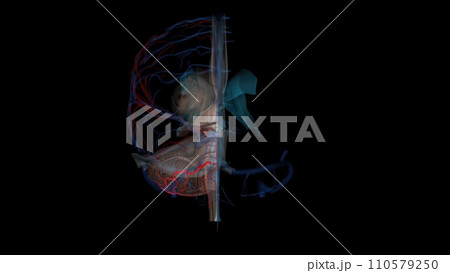 Anterior inferior cerebellar arteryのイラスト素材 [110579250] - PIXTA