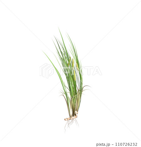 3d illustration of acorus calamus bush isolated...のイラスト素材 [110726232 ...