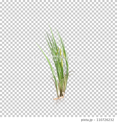 3d illustration of acorus calamus bush isolated...のイラスト素材 [110726232 ...